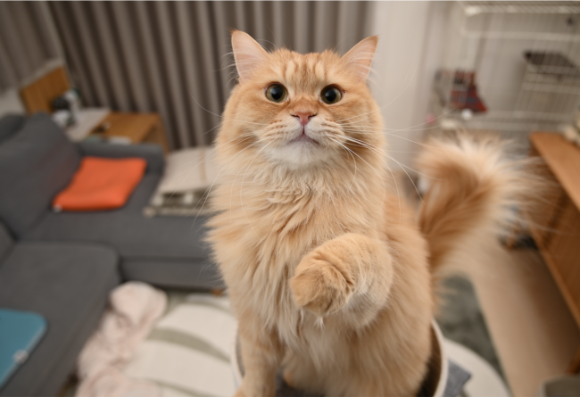 Portfolio - Sysniaga