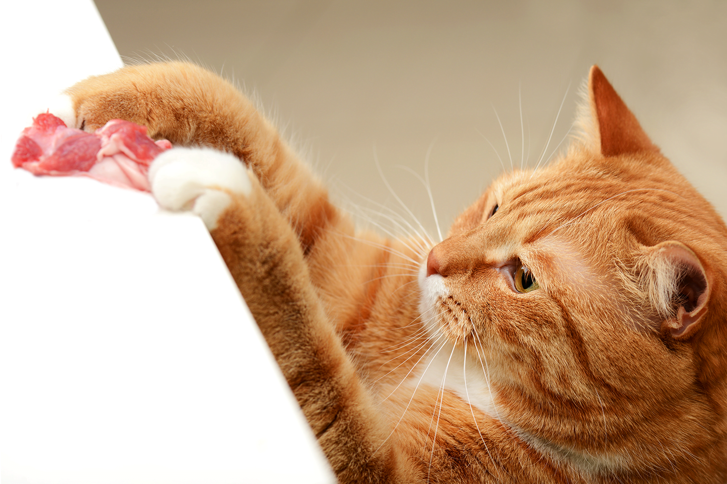 Portfolio - Sysniaga