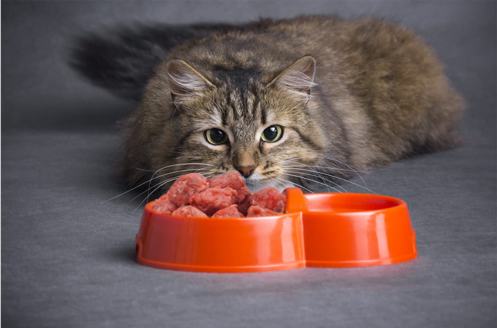 Portfolio - Sysniaga